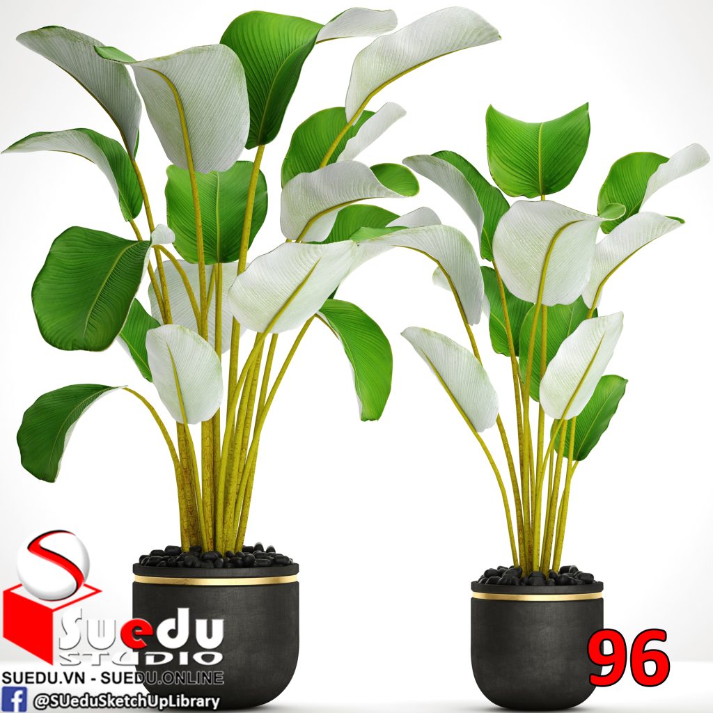 (SueduModel) SueduModel_Plants_#96.