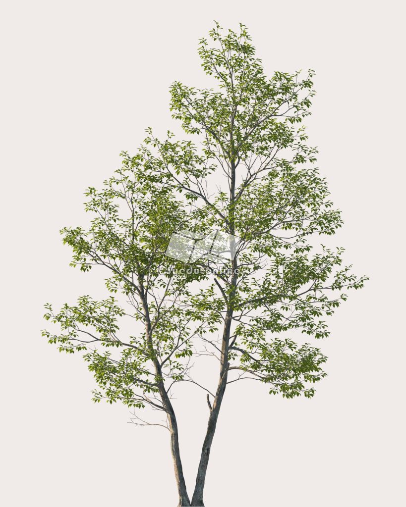 Home 3d-library 🏆 Thư viện SUEDU VIP MEMBER🏆 🔻Tree Tree Vrscene Suedu ...