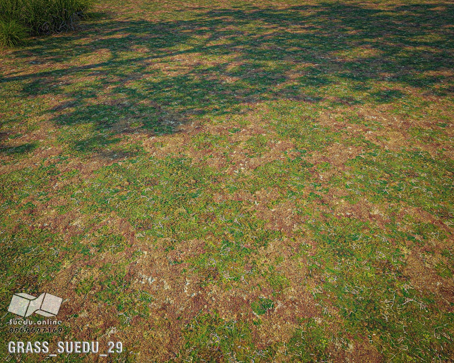 SUEDU_GRASS_29