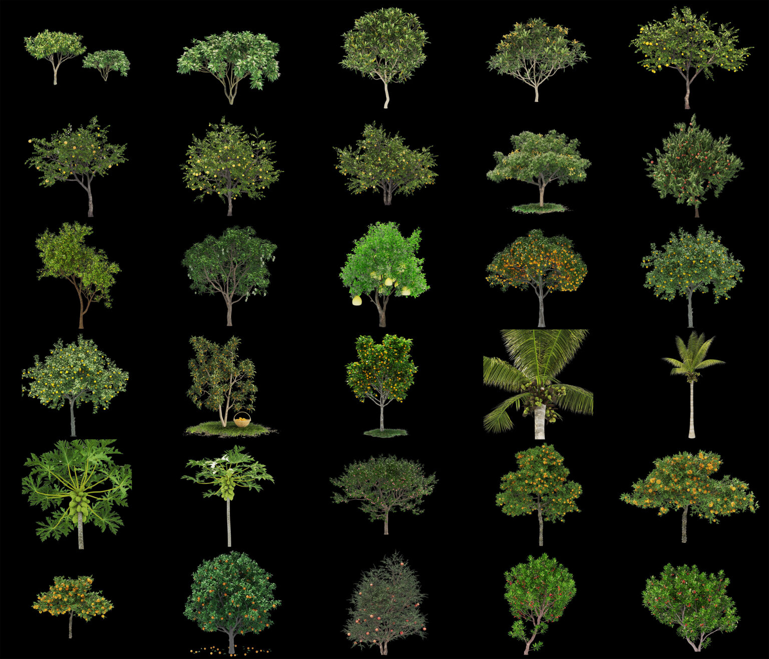 CÂY ĂN QUẢ TREE_AN QUA_SUEDU_02